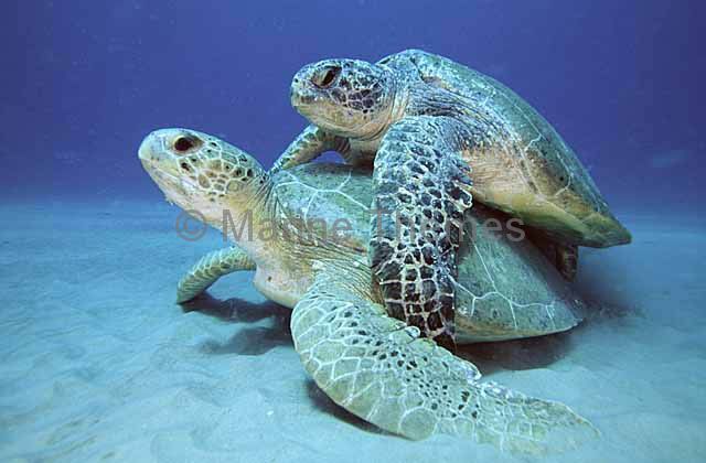Green Turtles Mating - MarineThemes Stock Photo Library