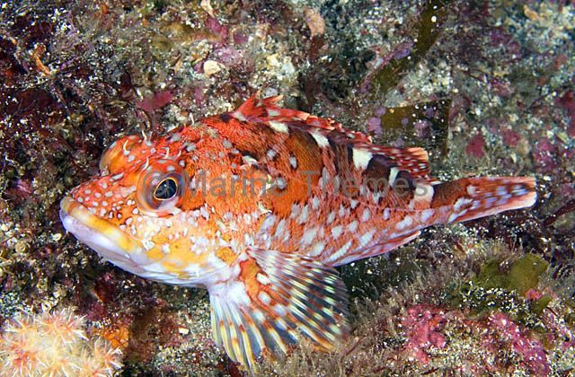 Marbled Scorpionfish Sebastiscus marmoratus - MarineThemes Stock Photo ...