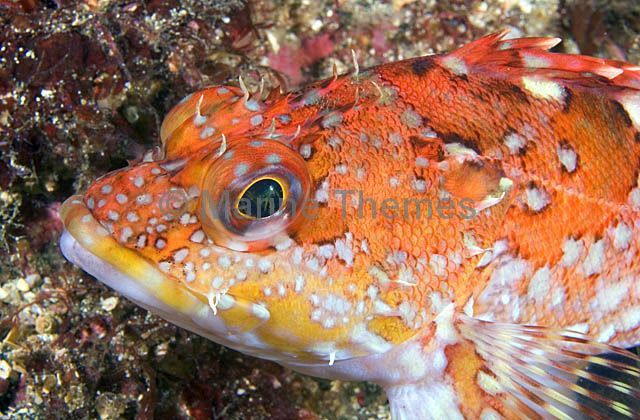 Marbled Scorpionfish Sebastiscus marmoratus - MarineThemes Stock Photo ...