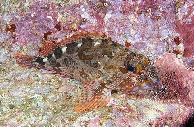 Marbled Scorpionfish Sebastiscus marmoratus - MarineThemes Stock Photo ...