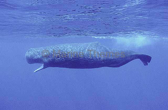 Sperm Whales Underwater - MarineThemes Stock Photo Library