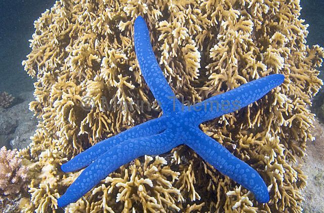 Variable Sea Star (Linckia laevigata) on Fire Coral (Millepora sp ...