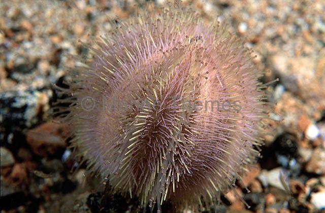 Pale Sea Urchin (amblypneustes pallidus) spike spikey spikes spiky ...